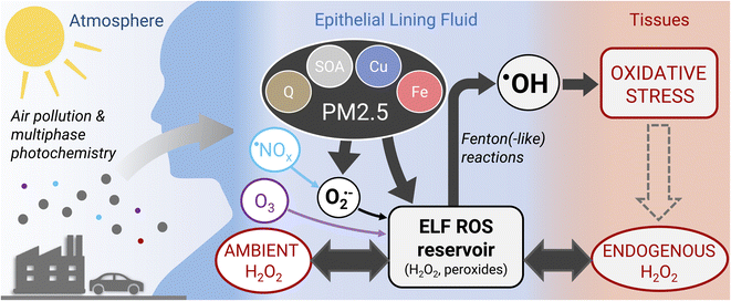 Influence of ambient and endogenous H 2 O 2 on reactive oxygen species ...