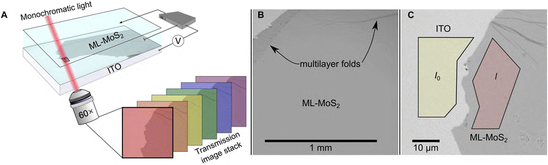 Quantifying interfacial energetics of 2D semiconductor electrodes using ...