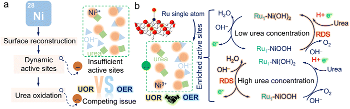Balancing dynamic evolution of active sites for urea oxidation in ...