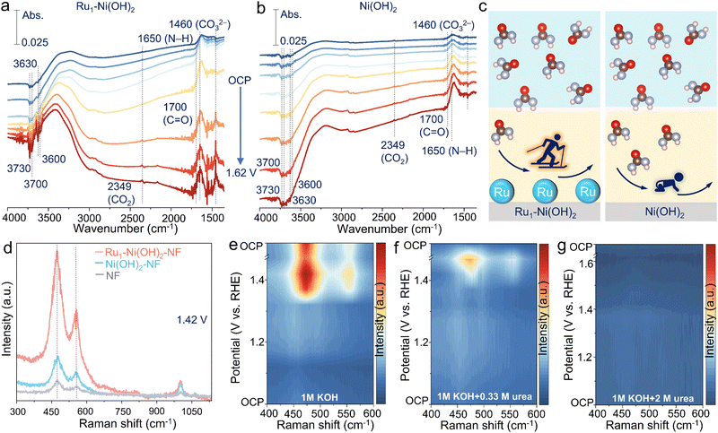 Balancing dynamic evolution of active sites for urea oxidation in ...