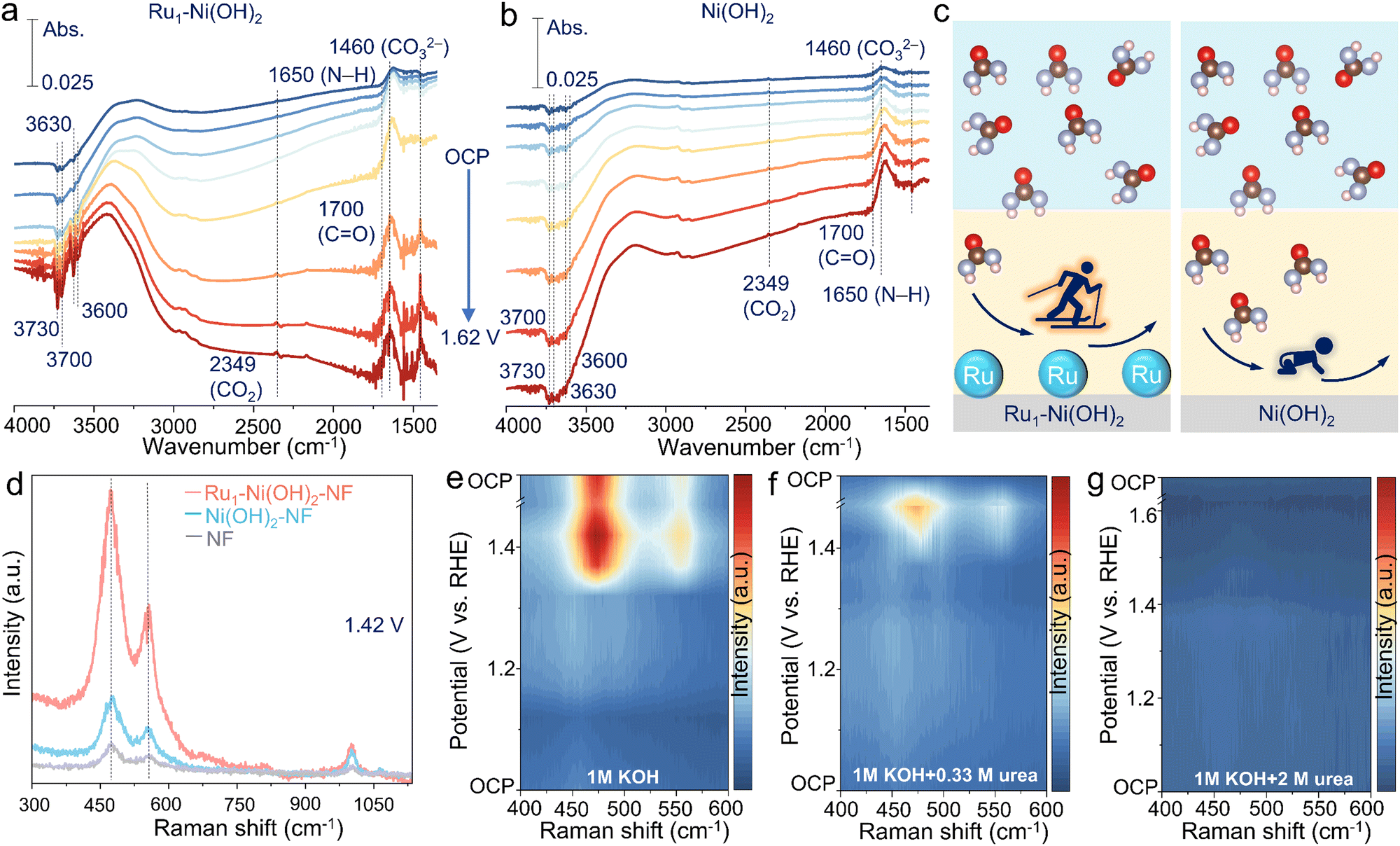 Balancing dynamic evolution of active sites for urea oxidation in ...