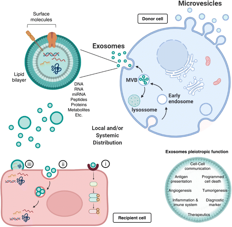 Can exosomes transfer the preconditioning effects triggered by (poly ...