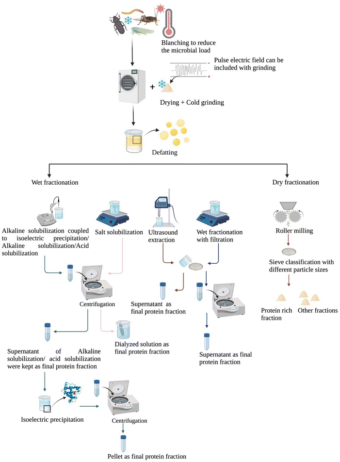Current state of insect proteins: extraction technologies, bioactive ...