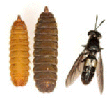 Current state of insect proteins: extraction technologies, bioactive ...