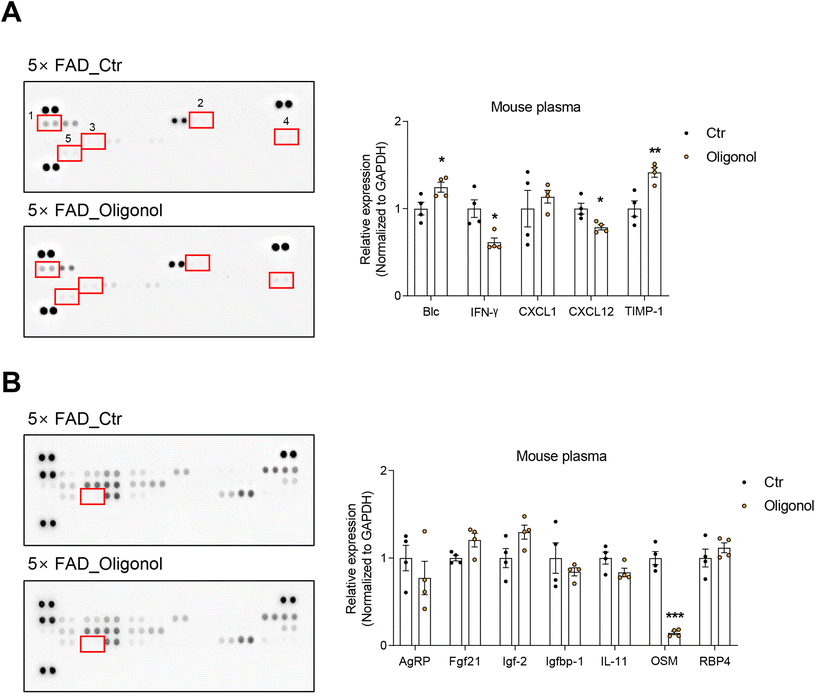Oligonol ameliorates liver function and brain function in the 5 × FAD ...