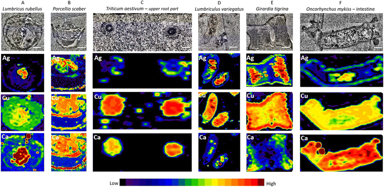 High throughput laser ablation ICP-MS bioimaging of silver distribution ...