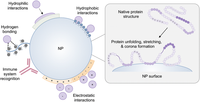 Nanoparticle protein corona: from structure and function to therapeutic ...