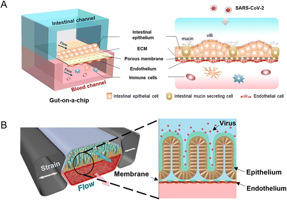 Organoids/organs-on-a-chip: new frontiers of intestinal ...
