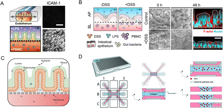 Organoids/organs-on-a-chip: new frontiers of intestinal ...