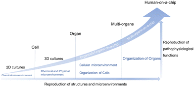 Organoids/organs-on-a-chip: new frontiers of intestinal ...