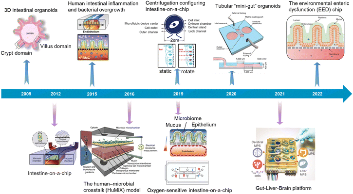 Organoids/organs-on-a-chip: new frontiers of intestinal ...