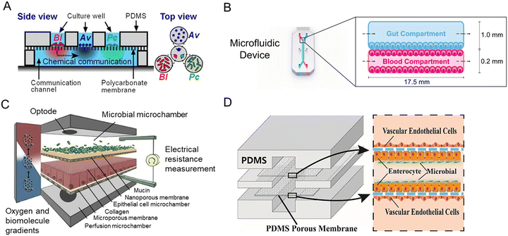 Organoids/organs-on-a-chip: new frontiers of intestinal ...