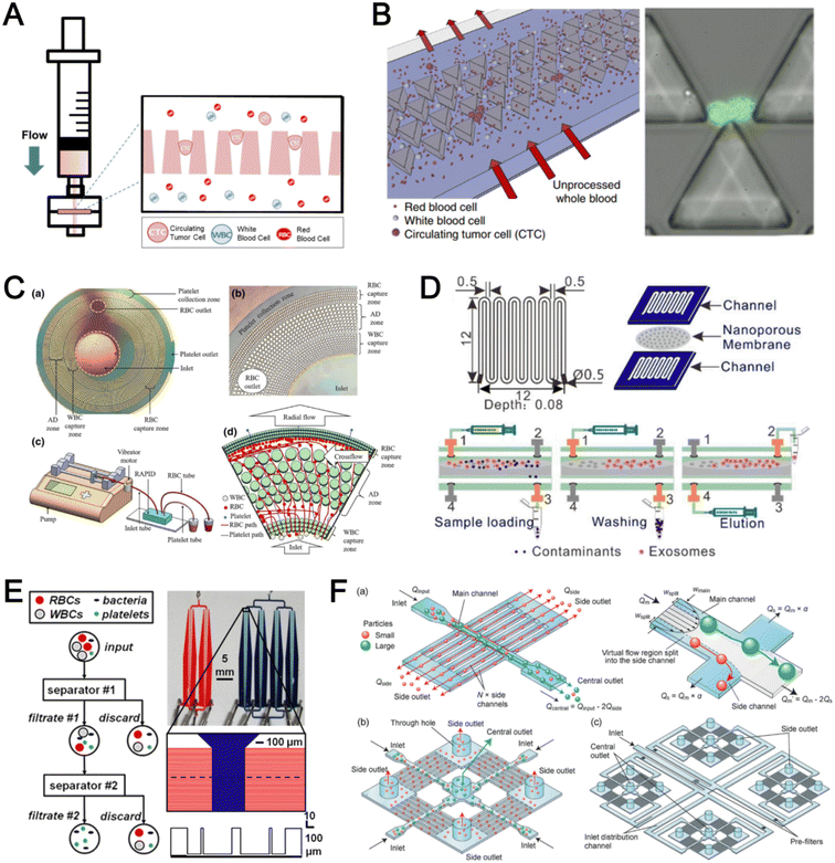 Label-free microfluidic cell sorting and detection for rapid blood ...