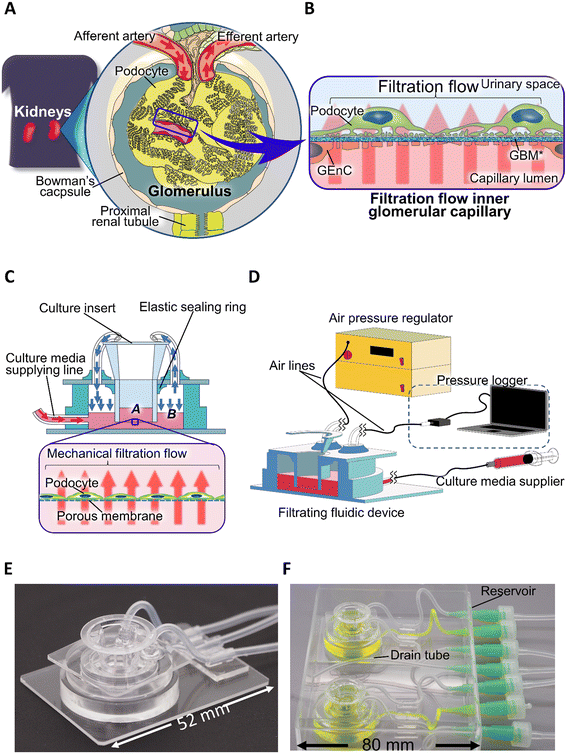 Enhanced podocyte differentiation and changing drug toxicity ...
