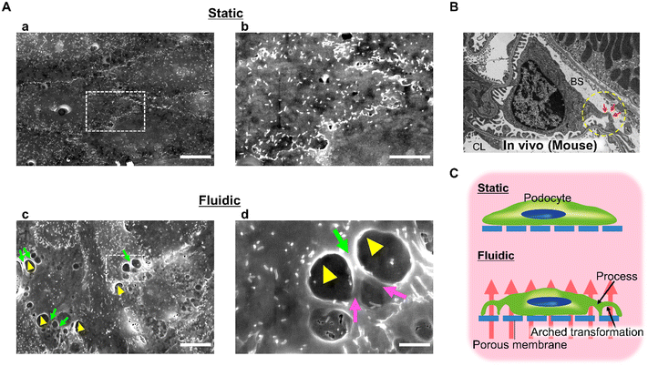 Enhanced podocyte differentiation and changing drug toxicity ...