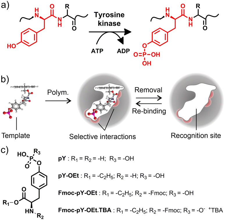 Combining A Hybrid Chip And Tube Microfluidic System With Fluorescent Molecularly Imprinted
