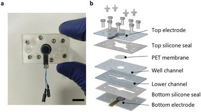 Organ-on-a-chip with integrated semitransparent organic electrodes for ...