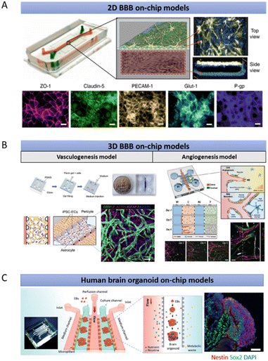 Vascularized human brain organoid on-chip - Lab on a Chip (RSC ...