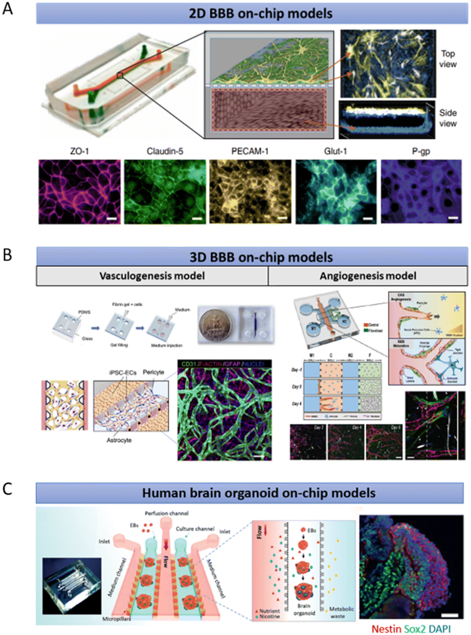 Vascularized human brain organoid on-chip - Lab on a Chip (RSC ...