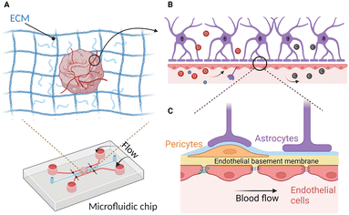 Vascularized human brain organoid on-chip - Lab on a Chip (RSC Publishing) DOI:10.1039/D2LC01109C