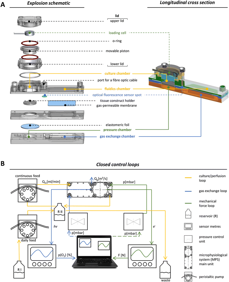 A microphysiological system for studying human bone biology under ...