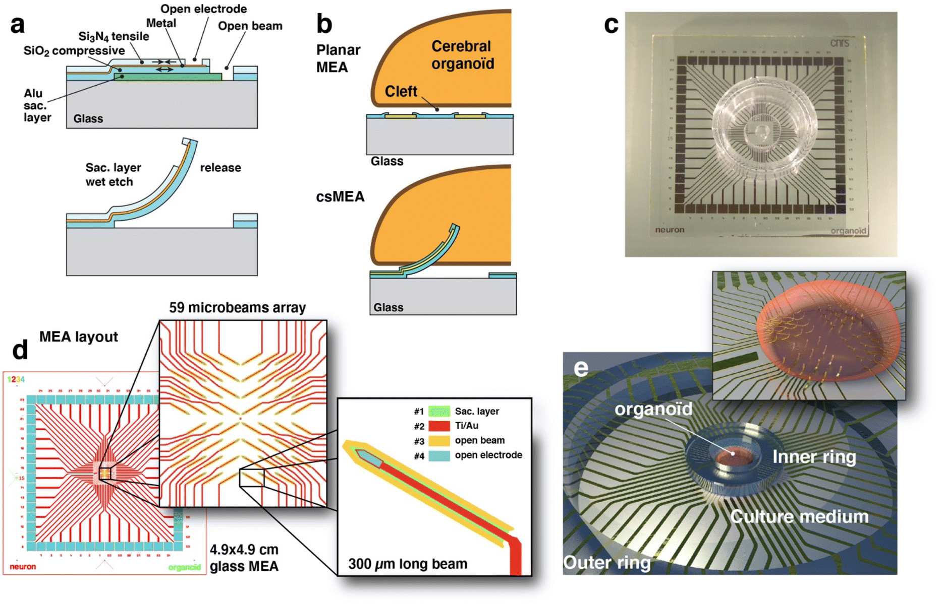 Protruding cantilever microelectrode array to monitor the inner ...