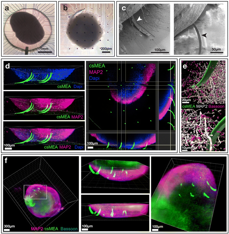 Protruding cantilever microelectrode array to monitor the inner ...
