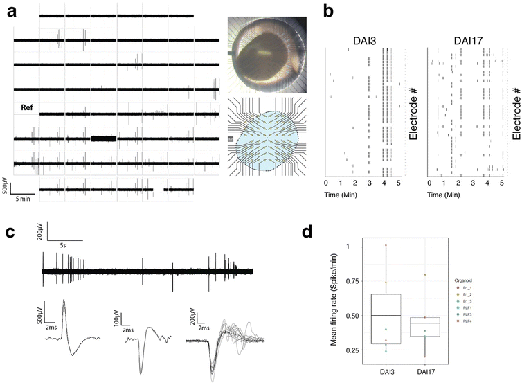 Protruding cantilever microelectrode array to monitor the inner ...