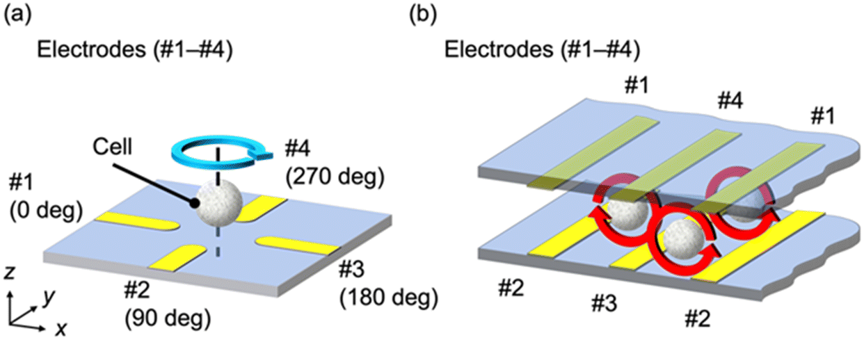 Continuous-flow electrorotation (cROT): improved throughput characterization for dielectric ...