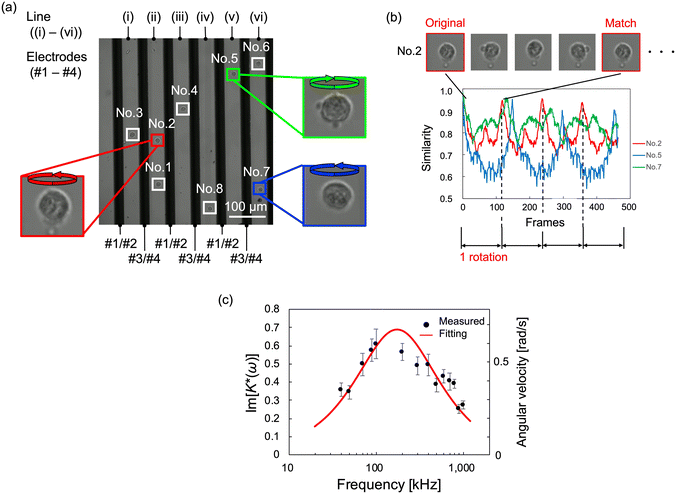 Continuous-flow electrorotation (cROT): improved throughput ...