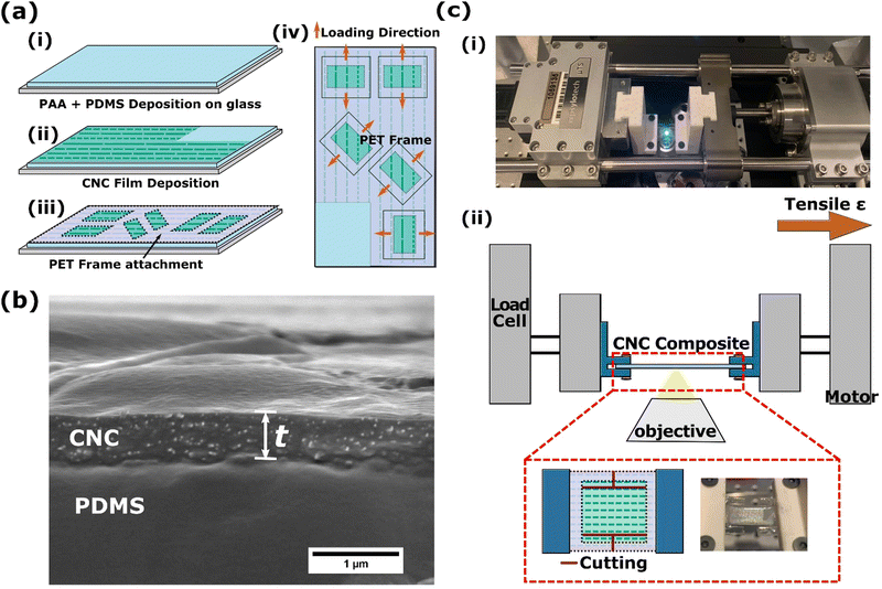 Particle alignment effects on mechanical properties of cellulose ...
