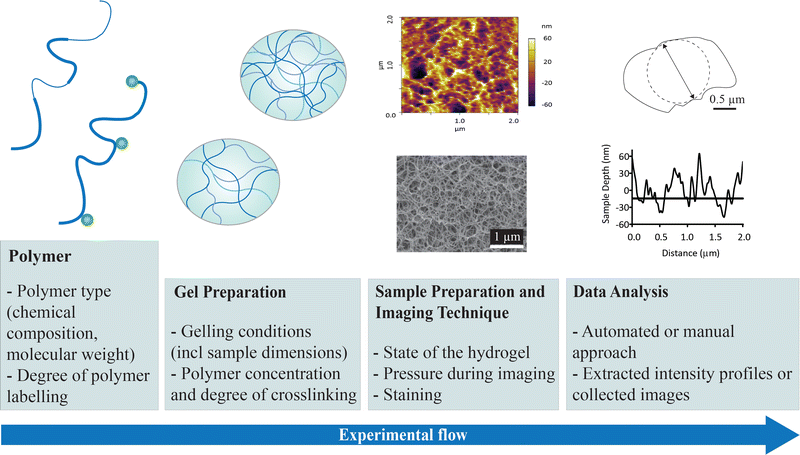 Evaluation of techniques used for visualisation of hydrogel morphology ...