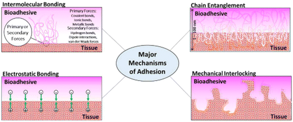 Bioadhesives for clinical applications – a mini review - Materials ...
