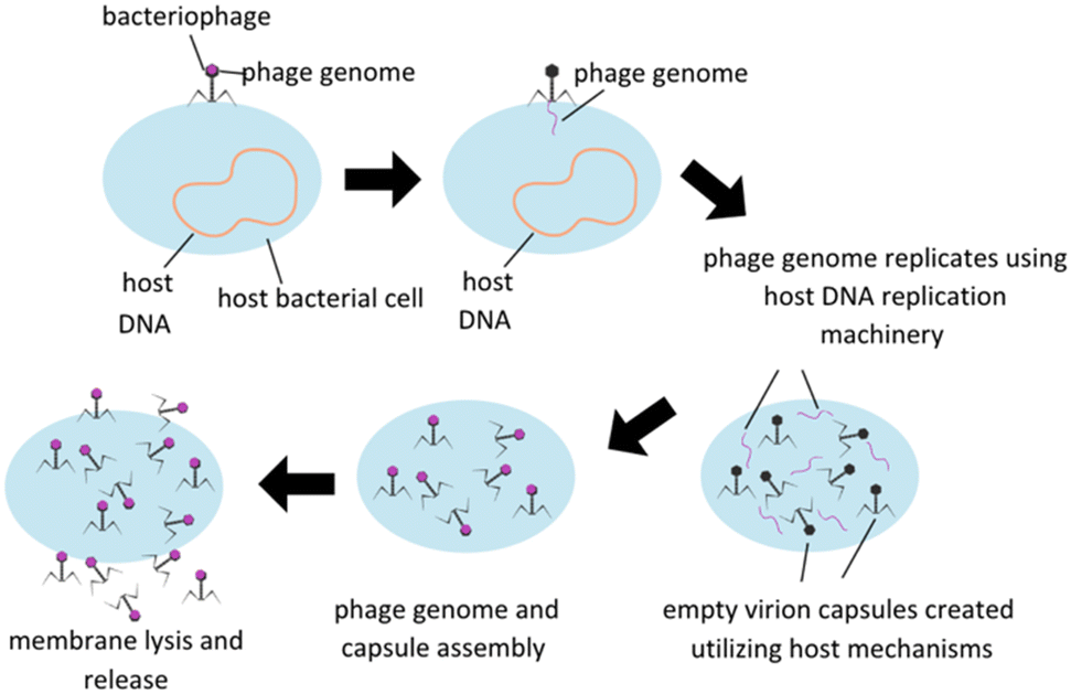 Ultracentrifuge Bacteriophage at Melvin Slater blog