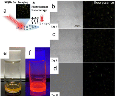 Silicon quantum dots: surface matter, what next? - Materials Advances ...