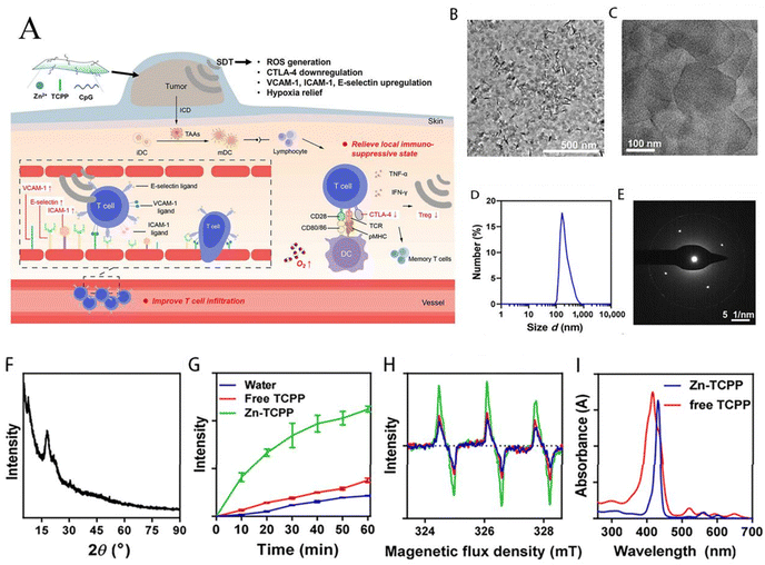 Recent advances in Zn-MOFs and their derivatives for cancer therapeutic ...