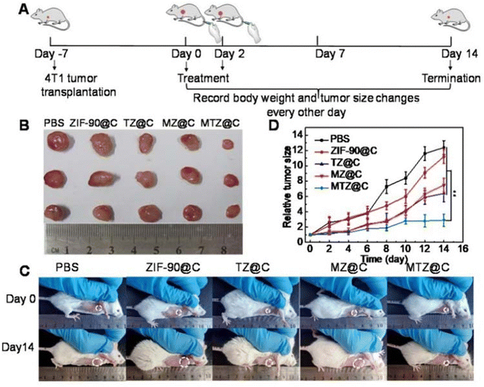 Recent advances in Zn-MOFs and their derivatives for cancer therapeutic ...