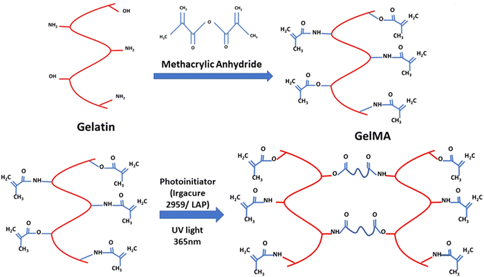 An insight into synthesis, properties and applications of gelatin ...