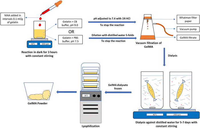An insight into synthesis, properties and applications of gelatin ...