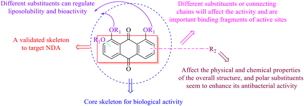Antibacterial activities of anthraquinones: structure–activity ...