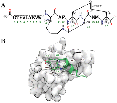 De novo design of a stapled peptide targeting SARS-CoV-2 spike protein ...