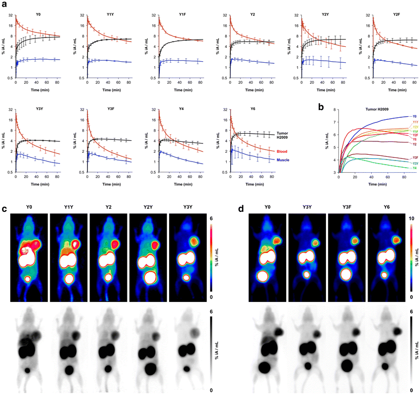 Complexity of αvβ6-integrin targeting RGD peptide trimers: emergence of ...