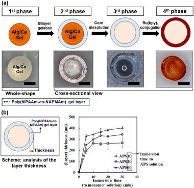 Capsule self-oscillating gels showing cell-like nonthermal membrane ...