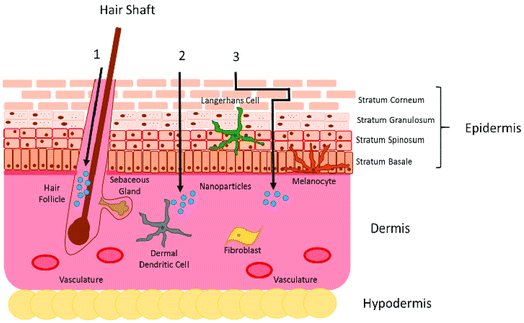 Functional nano-systems for transdermal drug delivery and skin therapy ...