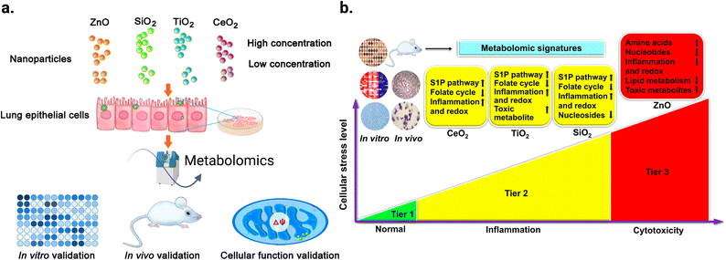 The toxicity of nanoparticles and their interaction with cells: an in ...