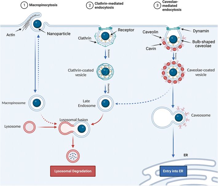The toxicity of nanoparticles and their interaction with cells: an in ...