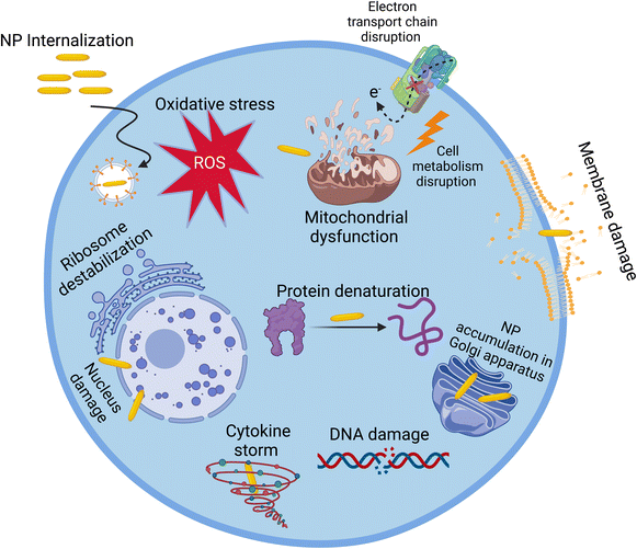 The toxicity of nanoparticles and their interaction with cells: an in ...