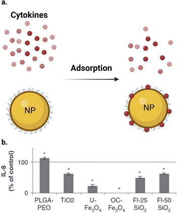 The toxicity of nanoparticles and their interaction with cells: an in ...
