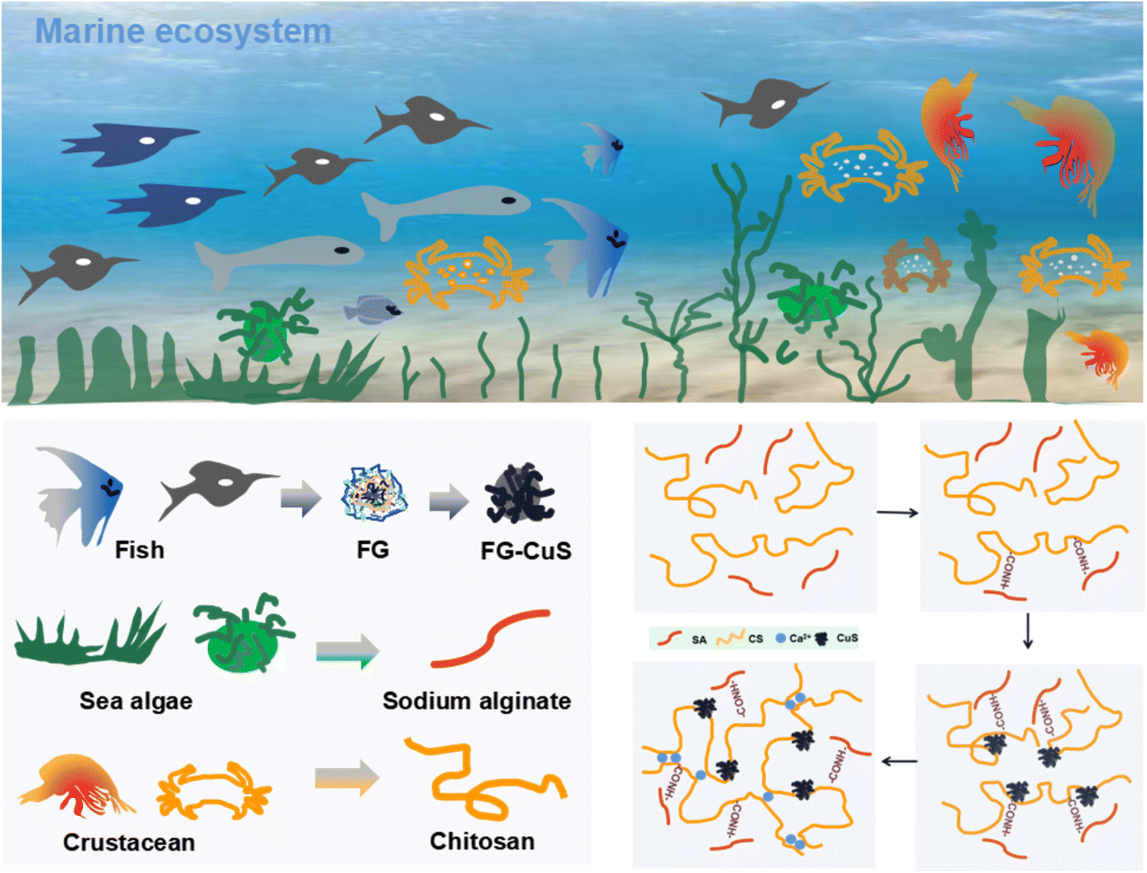 A nanofiber hydrogel derived entirely from ocean biomass for wound ...