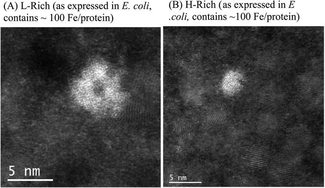 Micromagnetic and morphological characterization of heteropolymer human ...